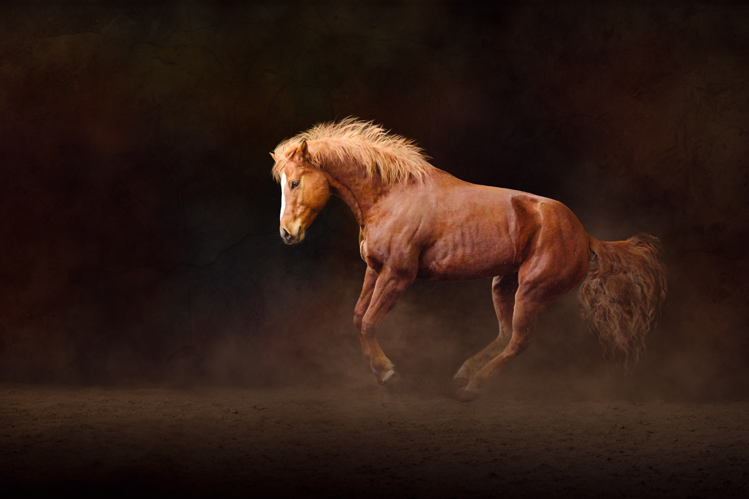 Equine Portfolio – Calgary and Area Private and Commercial Pet & Equine ...